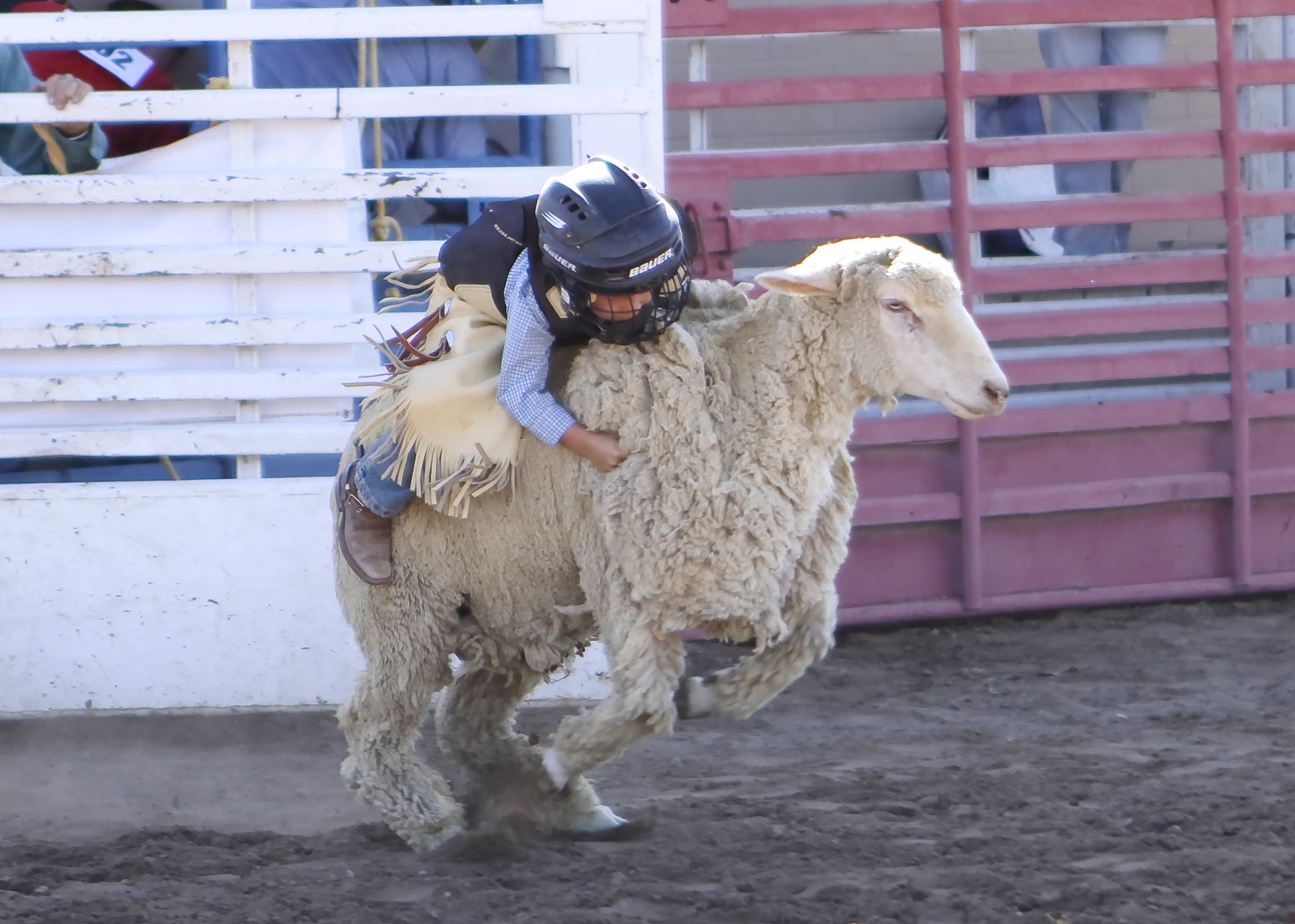 Northern Nevada Mutton Bustin' Resources & Education – Dare To Be A Cowboy